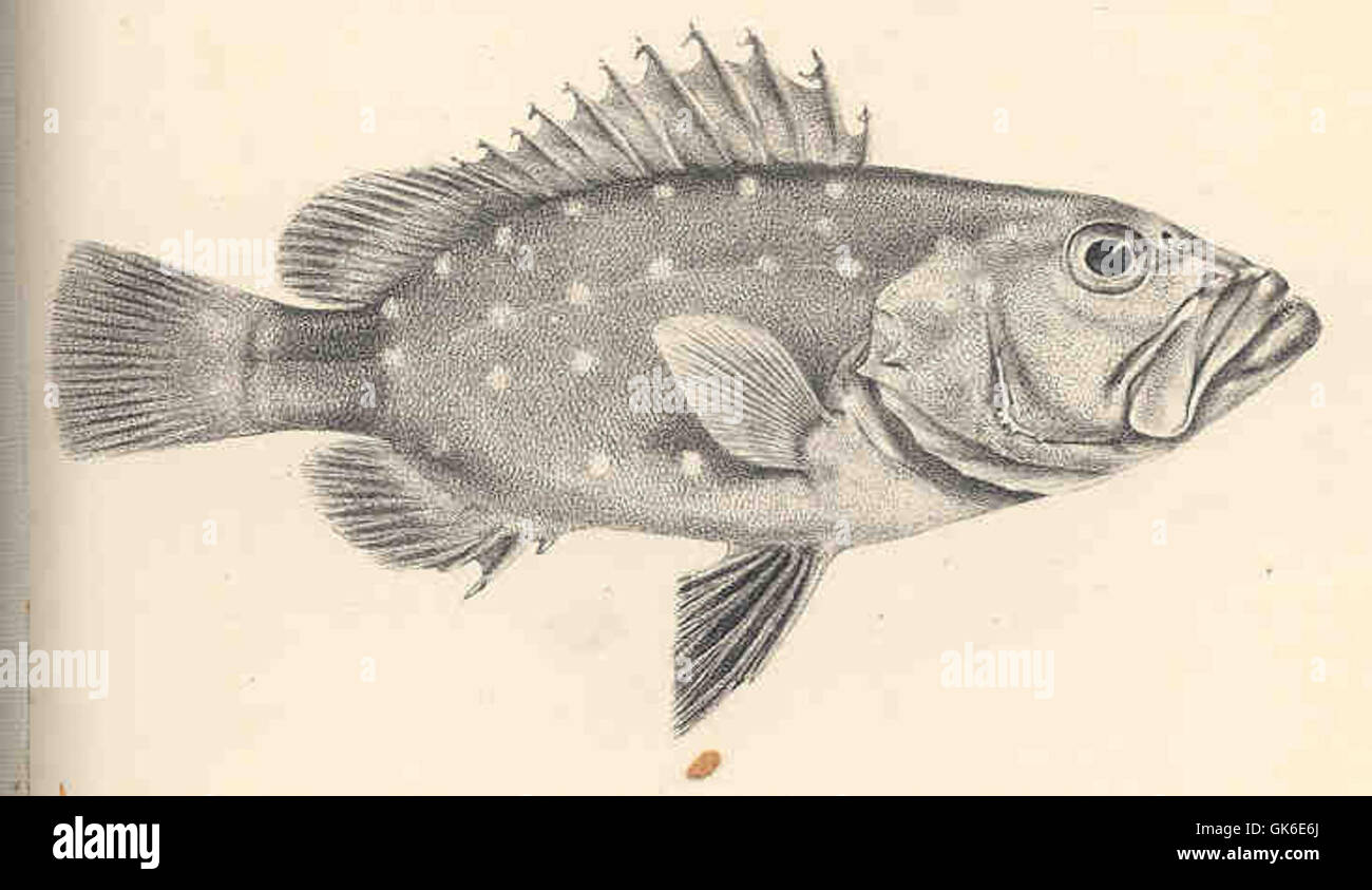 This image shows Epinephelus niveatus, commonly known as the white ...