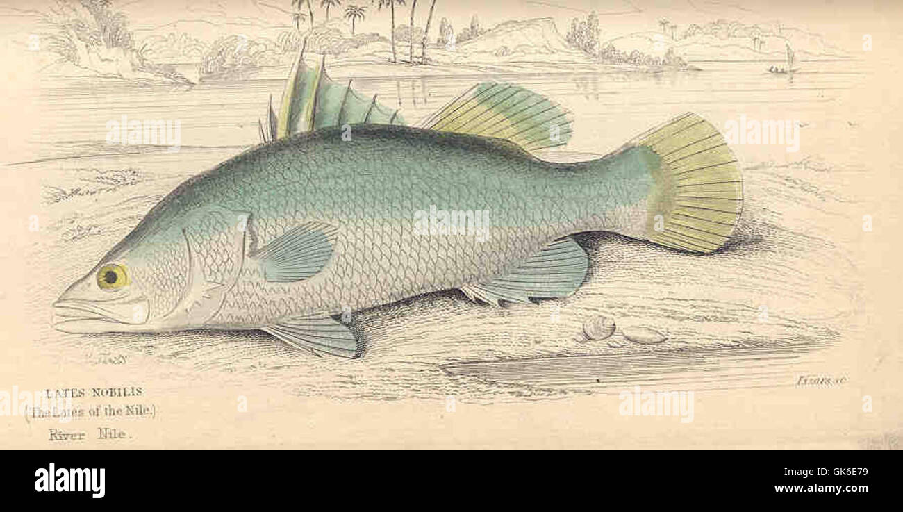 *Lates nobilis*, commonly known as the Nile perch, is a large predatory ...