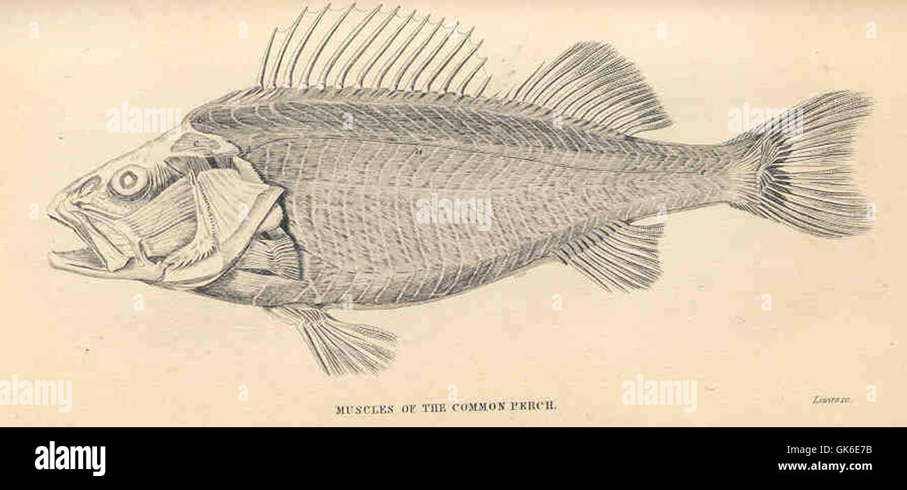 36061 Muscles of the Common Perch Stock Photo - Alamy