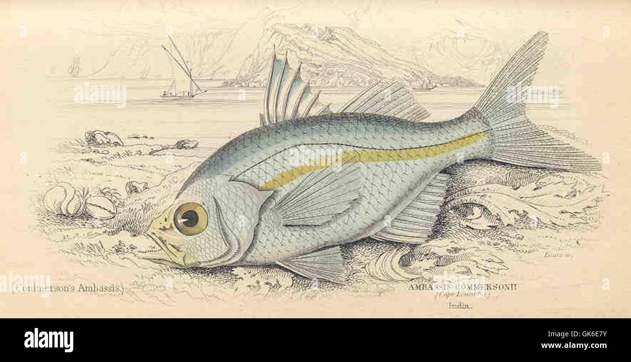 *Ambassis commersonii*, also known as Commerson's ambassis, is a small ...