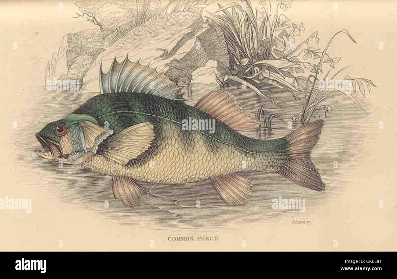 The common perch (Perca fluviatilis) is a widespread freshwater fish ...