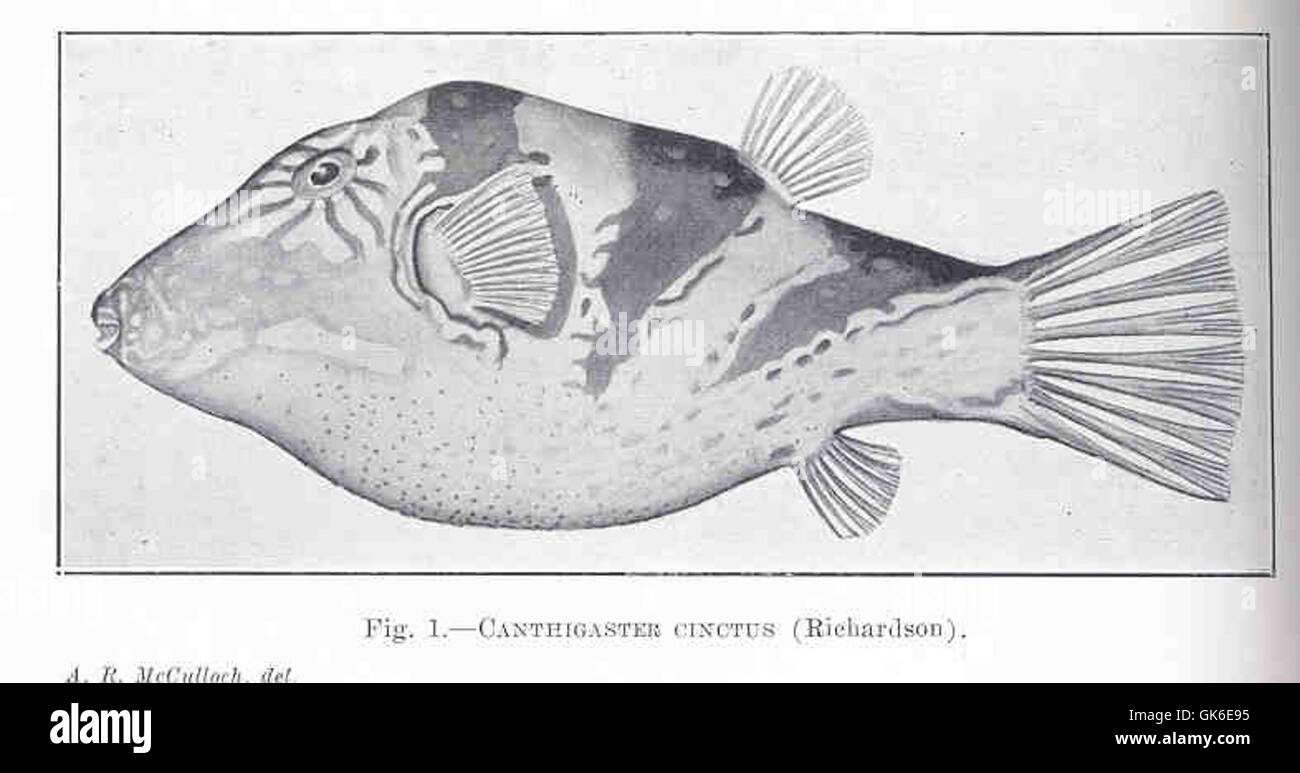 Canthigaster cinctus, commonly known as the banded pufferfish, is a ...