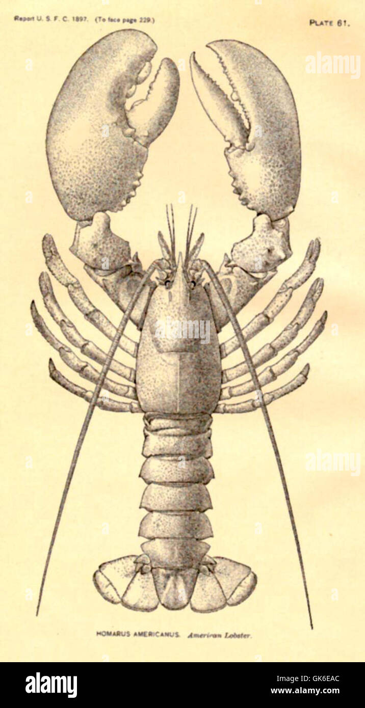 Homarus americanus drawing hi-res stock photography and images - Alamy