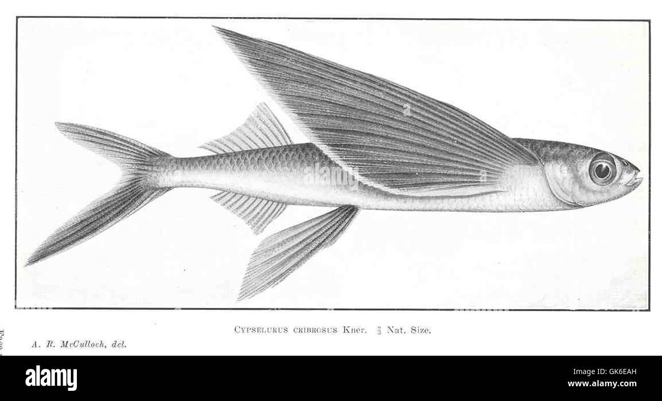 Cypselurus cribrosus is a species of flying fish known for its ability ...