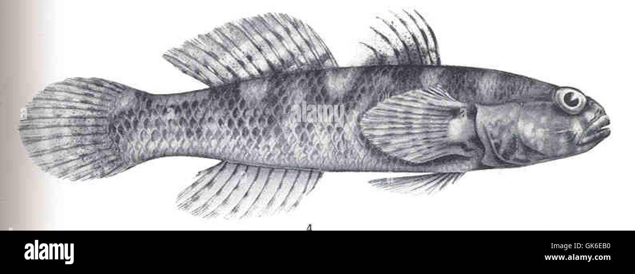Mapo krefftii, a species of fish described by Steindachner, known for ...