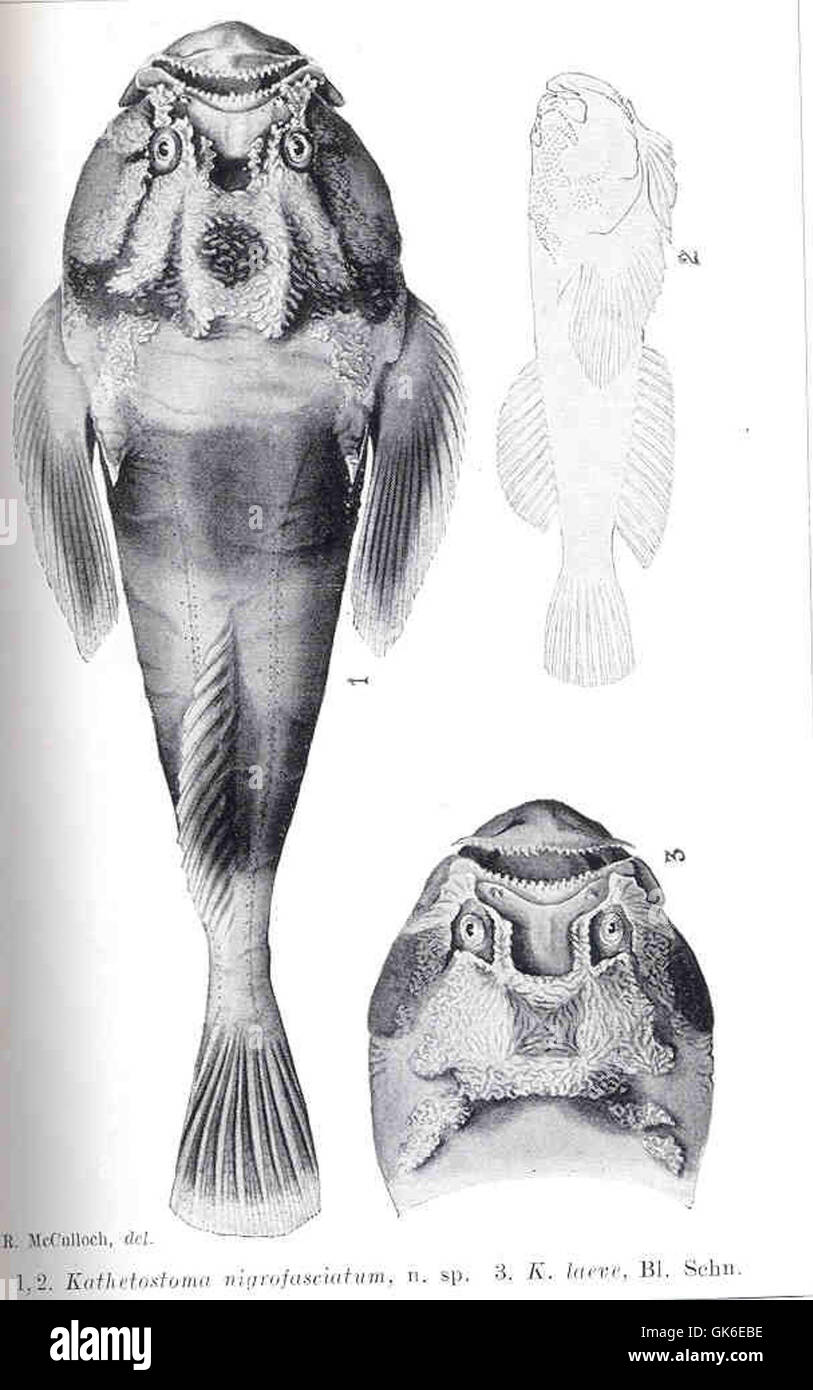 Brotula fish hi-res stock photography and images - Alamy