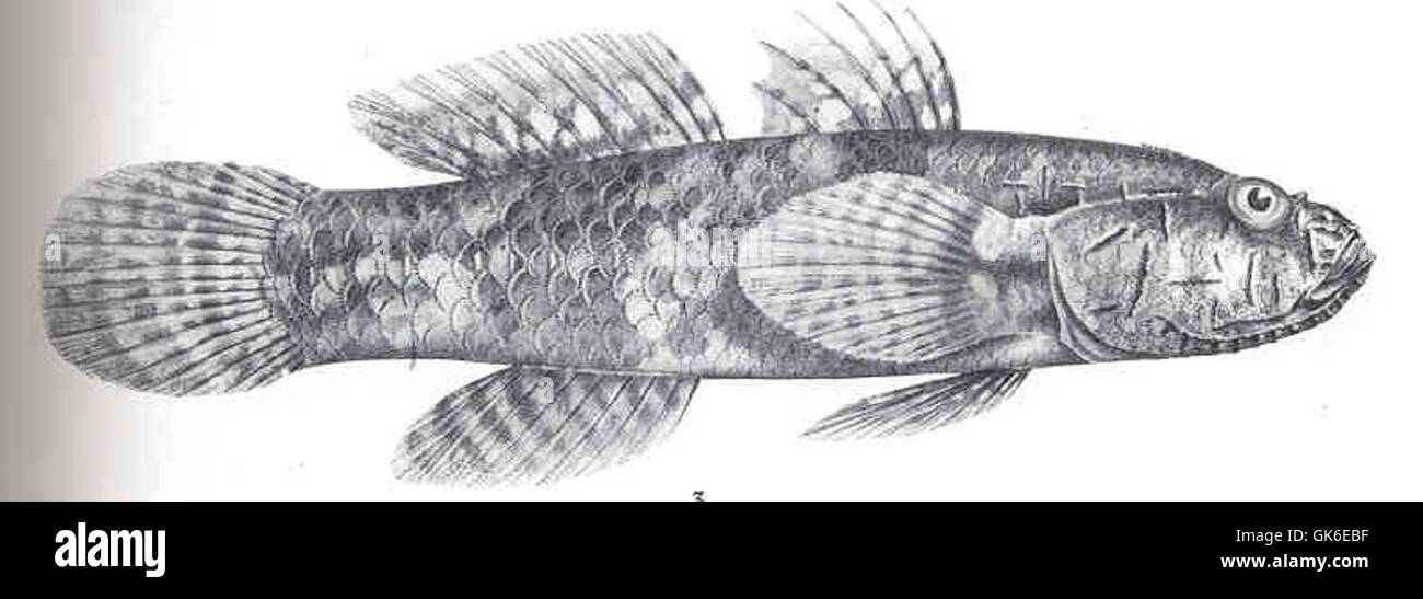 Callogobius sclateri, a species of goby fish described by Steindachner ...