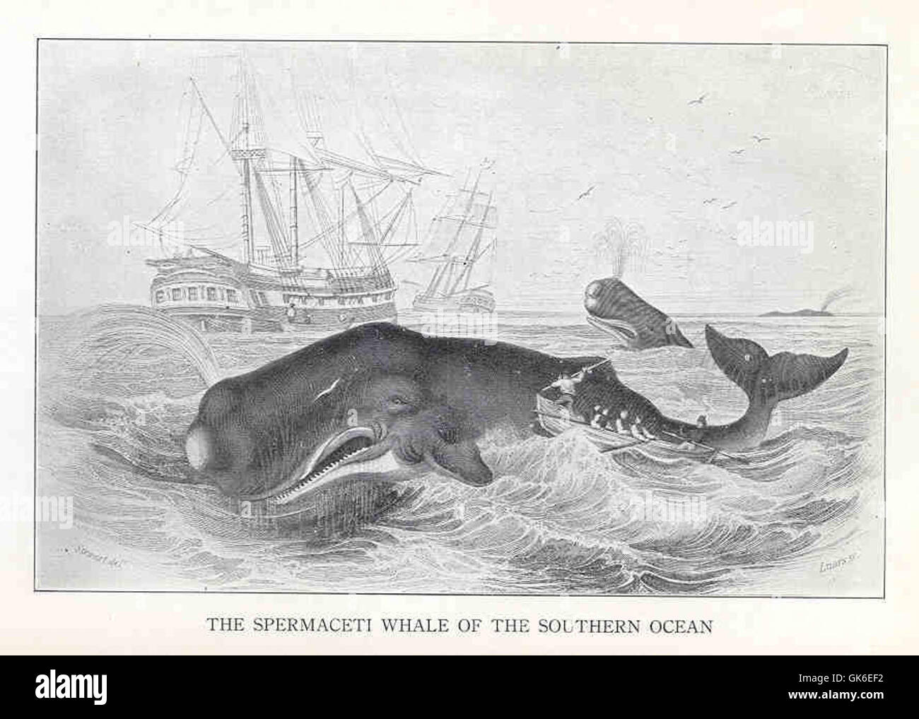 The Spermaceti Whale, also known as the Sperm Whale, is a large marine ...