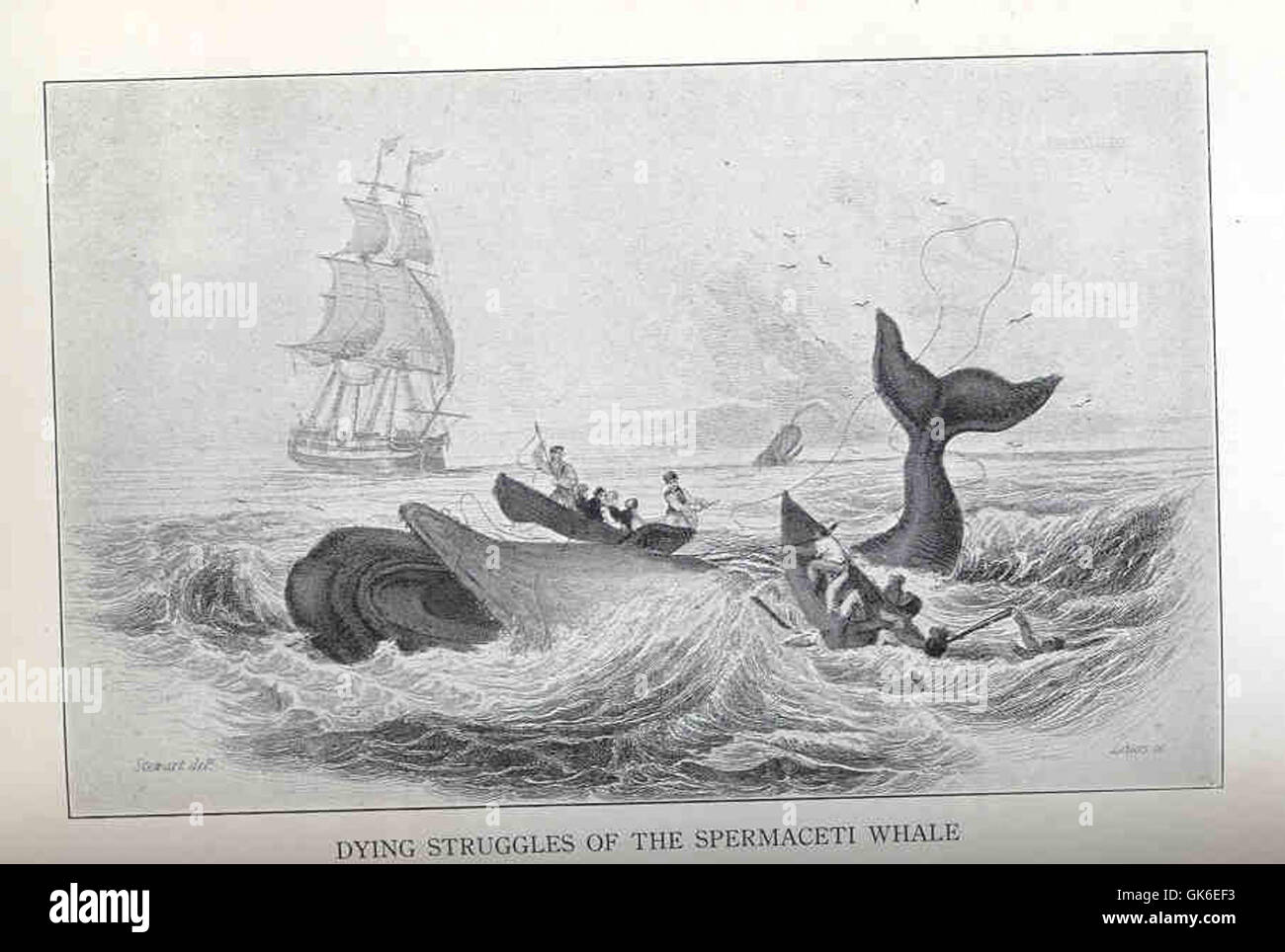 Sperm whale oil spermaceti oil hi-res stock photography and images - Alamy