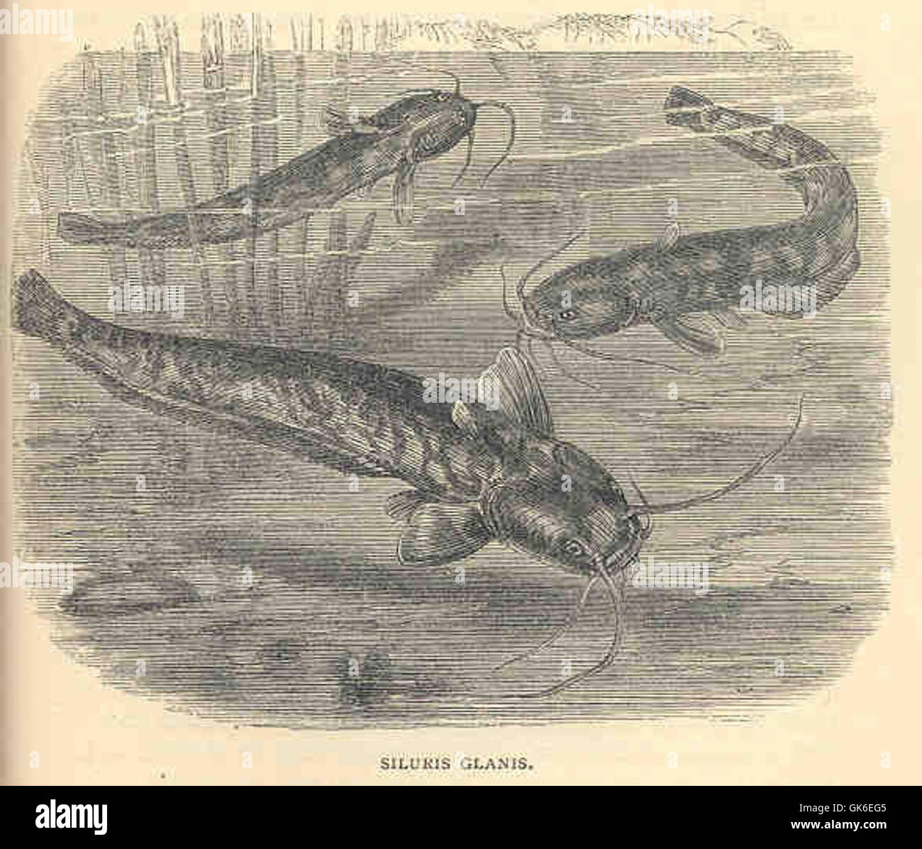 Siluris glanis hi-res stock photography and images - Alamy