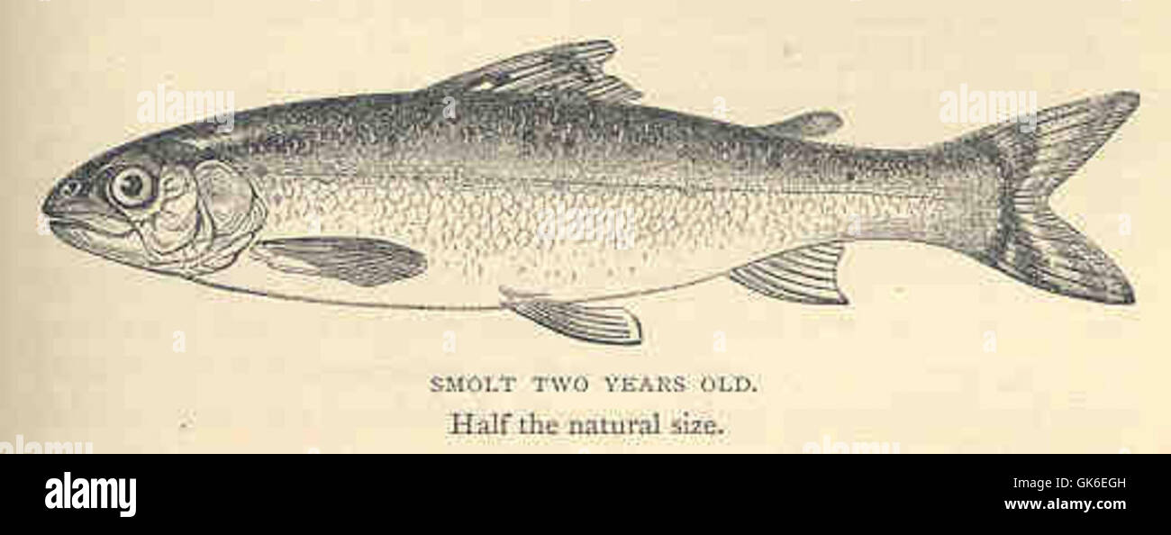 Smolt hi-res stock photography and images - Alamy