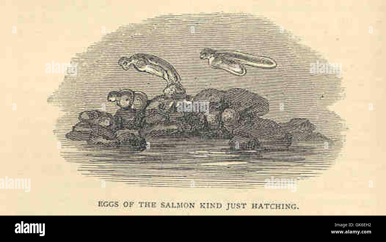 Salmon eggs hatching hi-res stock photography and images - Alamy