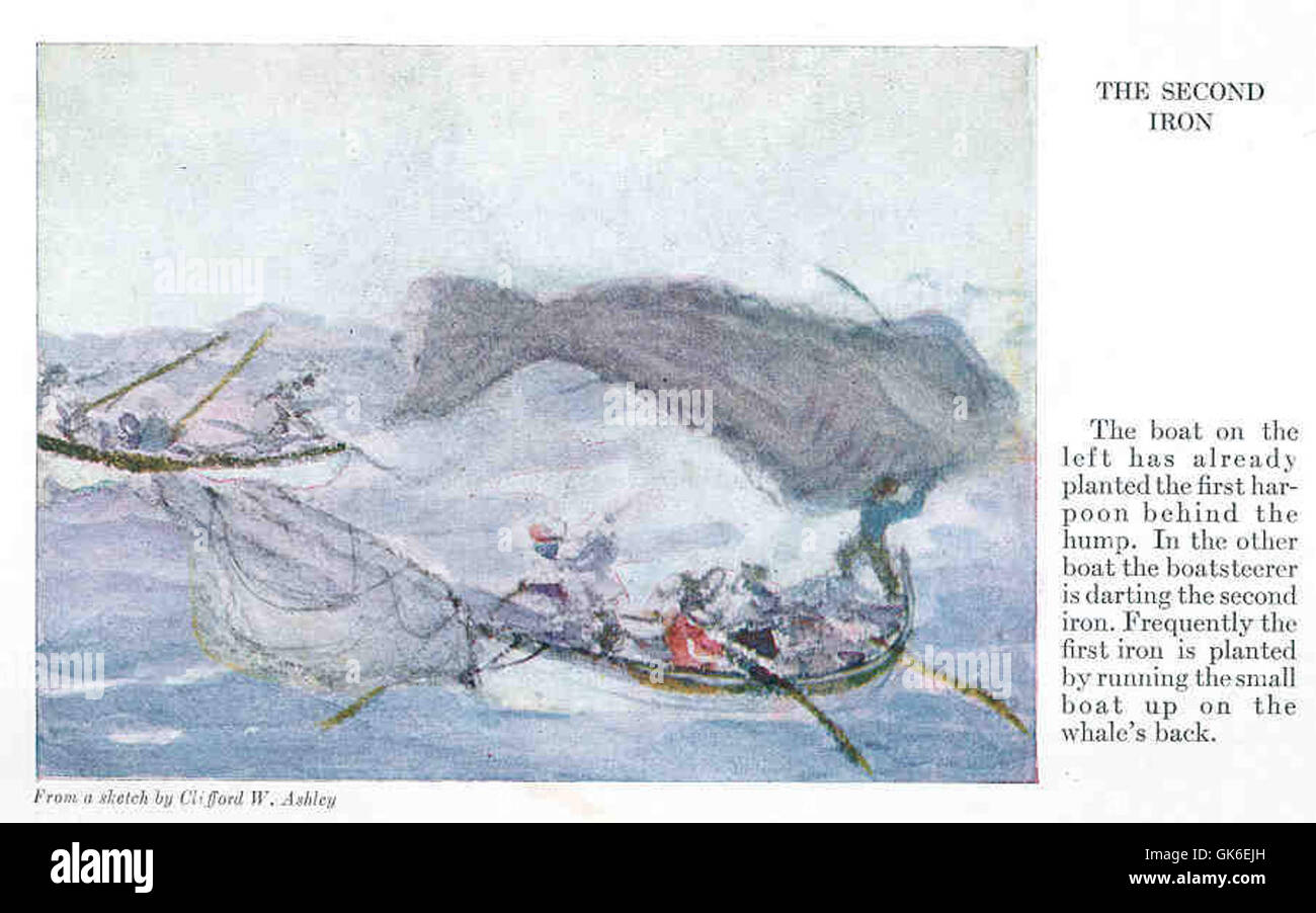 This image captures a whaling scene, showing two boats engaged in ...