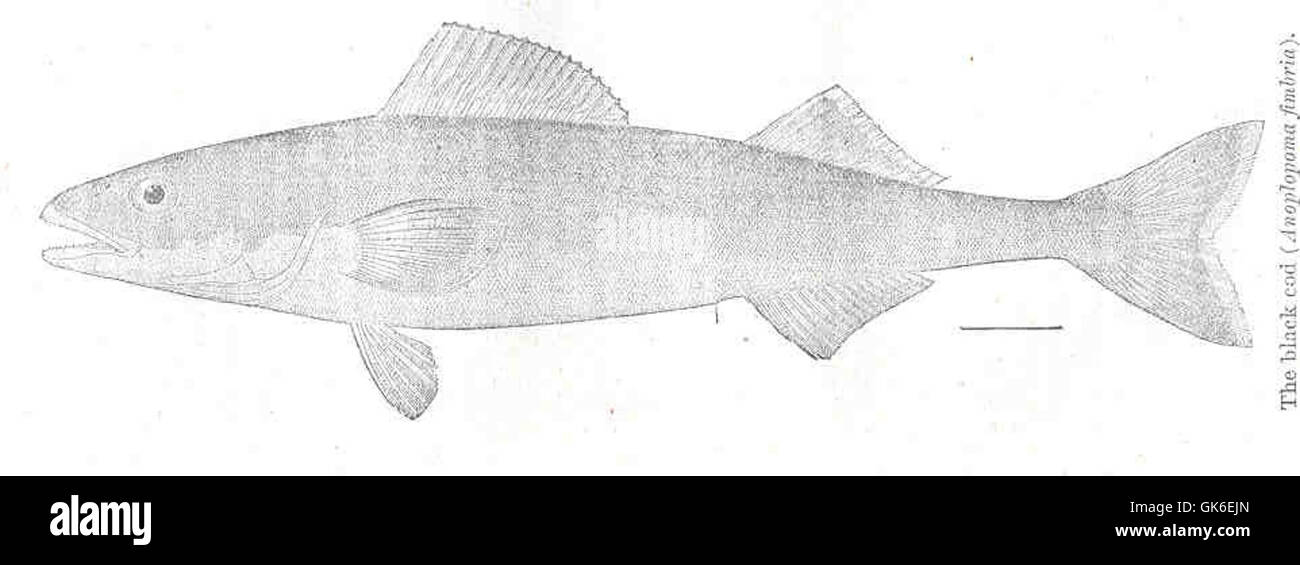 Black cod, scientifically known as Anoplopoma fimbria, is a species of ...