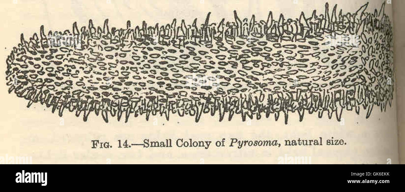 Pyrosoma hi-res stock photography and images - Alamy