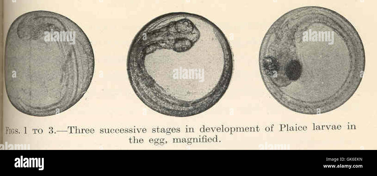 Egg development stages hi-res stock photography and images - Alamy