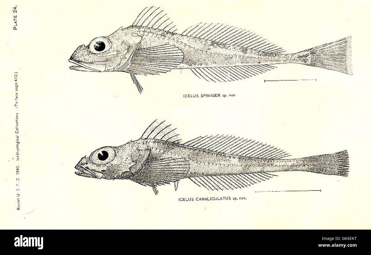 Icelus spiniger hi-res stock photography and images - Alamy