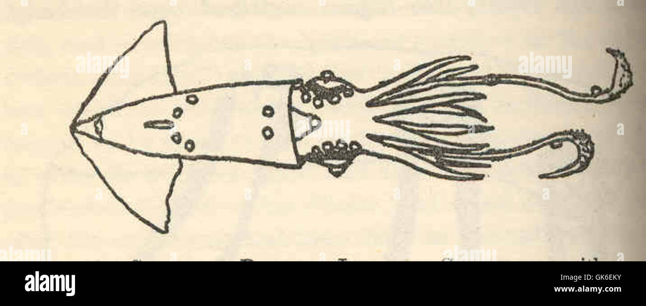 This sketch illustrates a deep-sea luminous cuttlefish, a species known ...