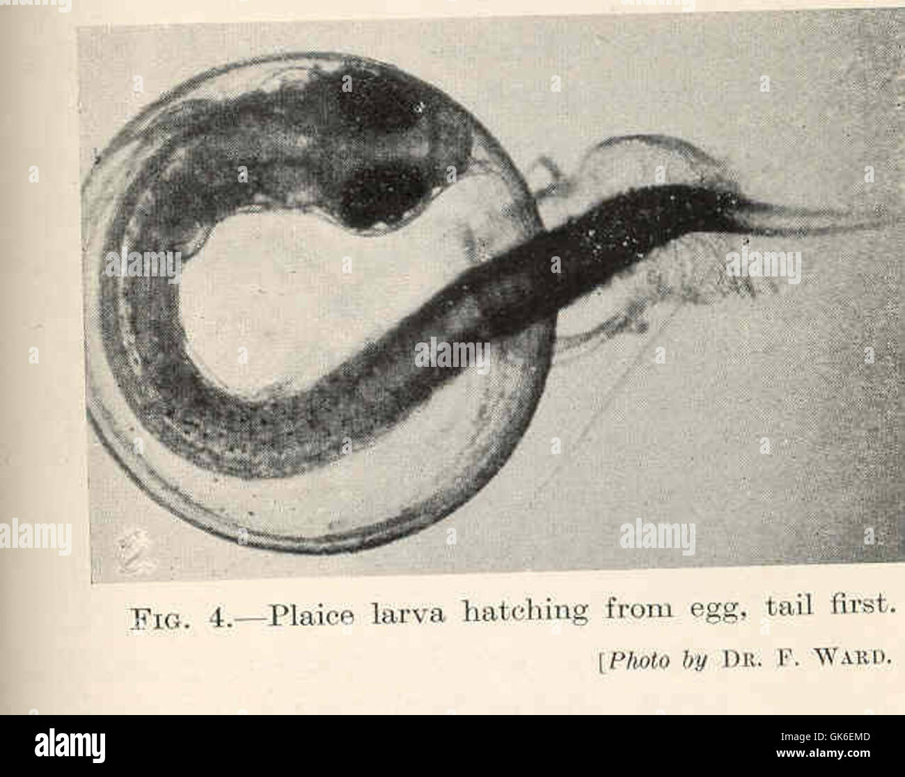36372 Plaice larva hatching from egg, tail first Stock Photo - Alamy