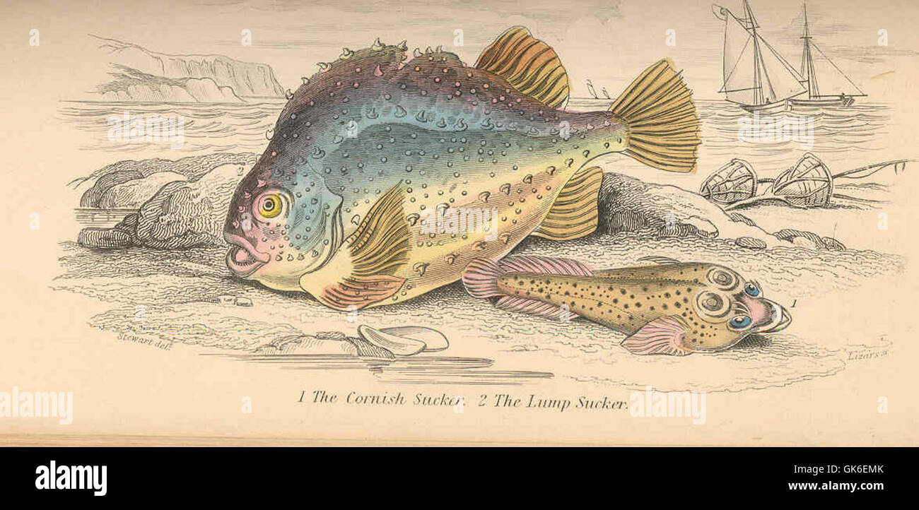 Uk fish species identification hi-res stock photography and images - Alamy