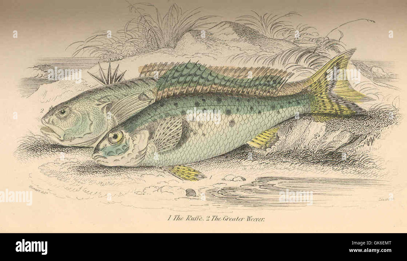 Ruffe fish hi-res stock photography and images - Alamy