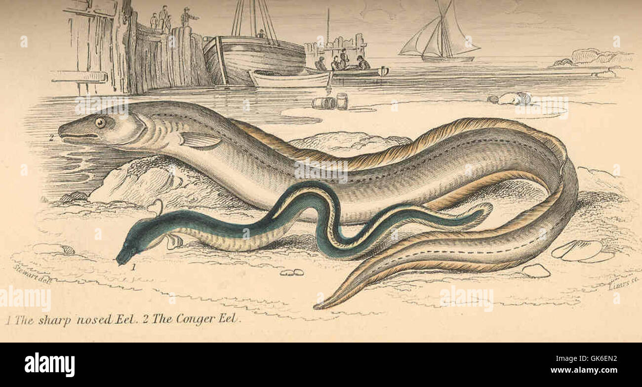 36387 Sharp nosed eel (1); Conger eel (2 Stock Photo - Alamy