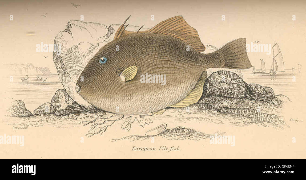 36396 European File Fish Stock Photo - Alamy