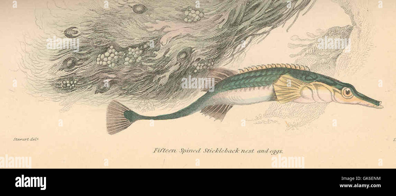 The Fifteen-spined stickleback is shown with its nest and eggs. This ...