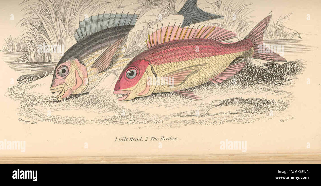 Braize hi-res stock photography and images - Alamy