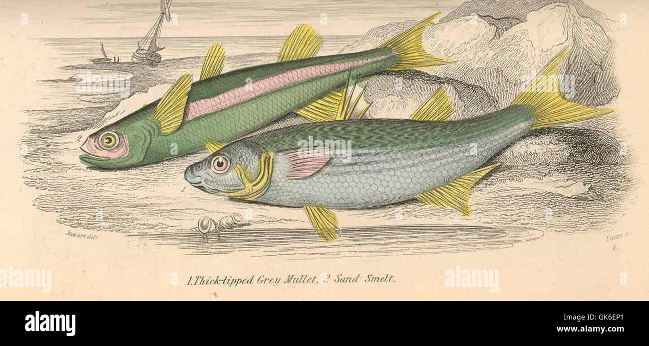 36408 Thick-Liped Grey Mullet (1); Sand Smelt (2 Stock Photo - Alamy
