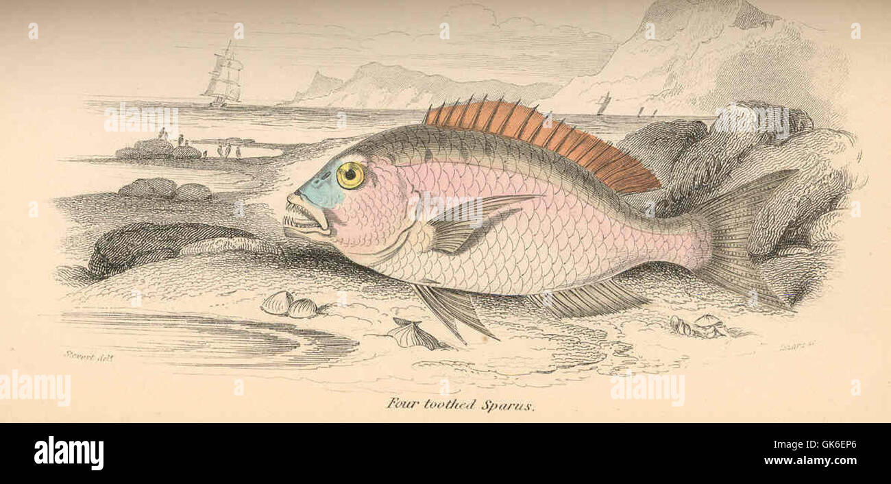 Four toothed sparus hi-res stock photography and images - Alamy