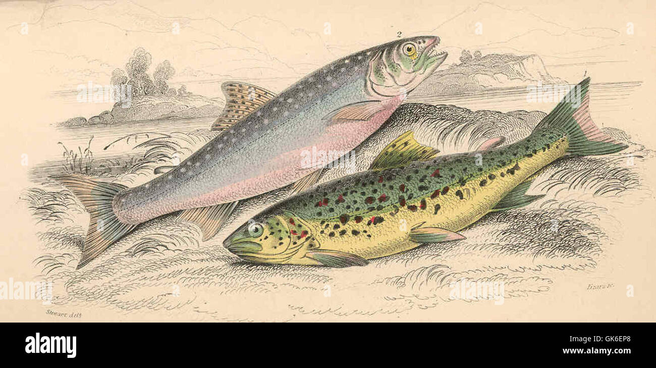 The image shows the common trout and northern char, both valued species ...