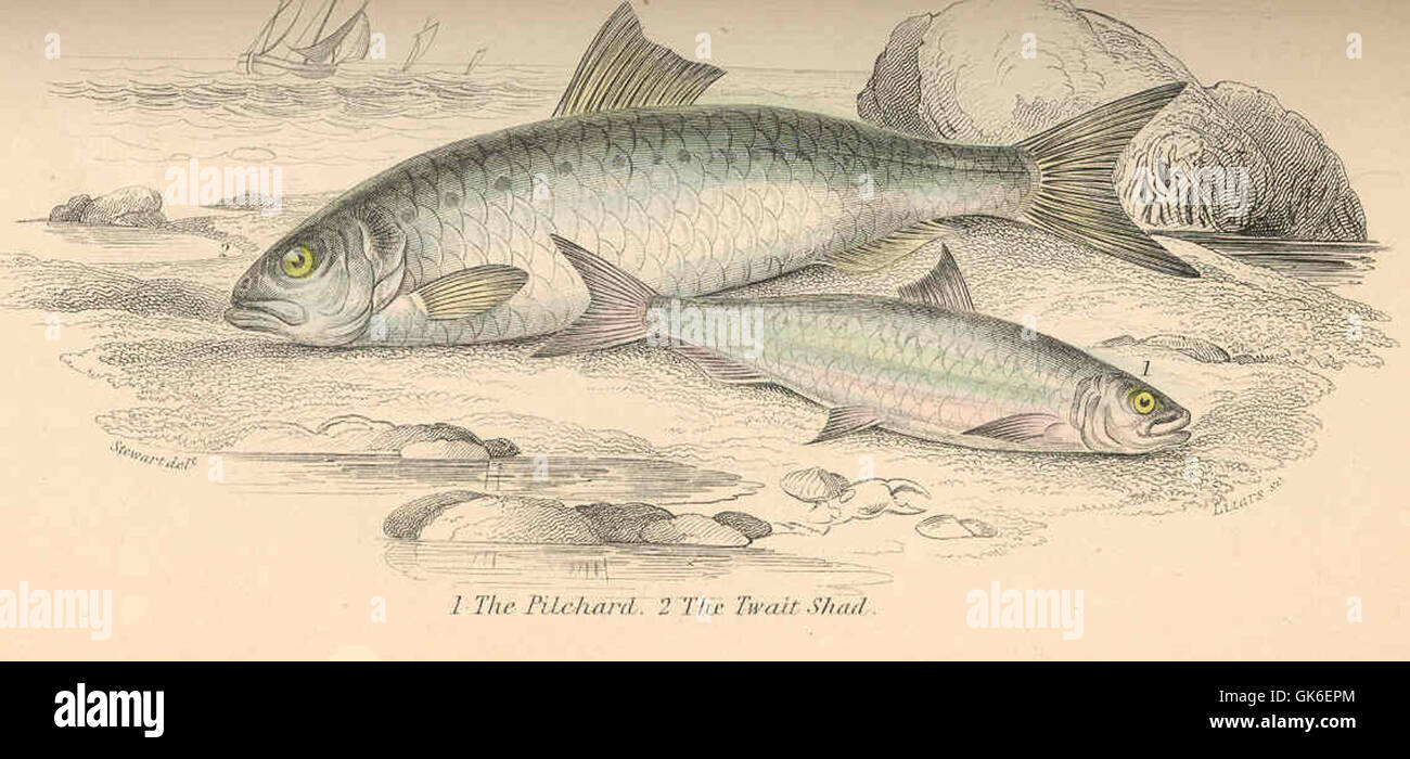 Two fish species hi-res stock photography and images - Alamy