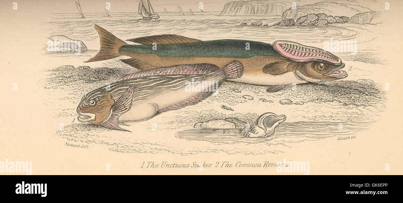 The unctuous sucker and common remora are two types of fish, both known ...