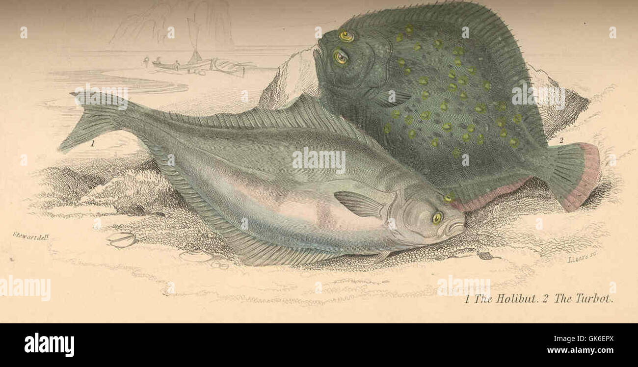 36430 Halibut (1); Turbot (2 Stock Photo - Alamy