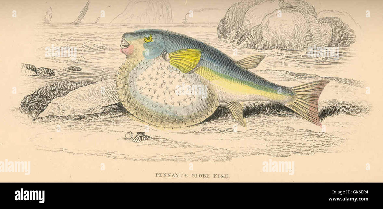 Tetrodon pennantii hi-res stock photography and images - Alamy