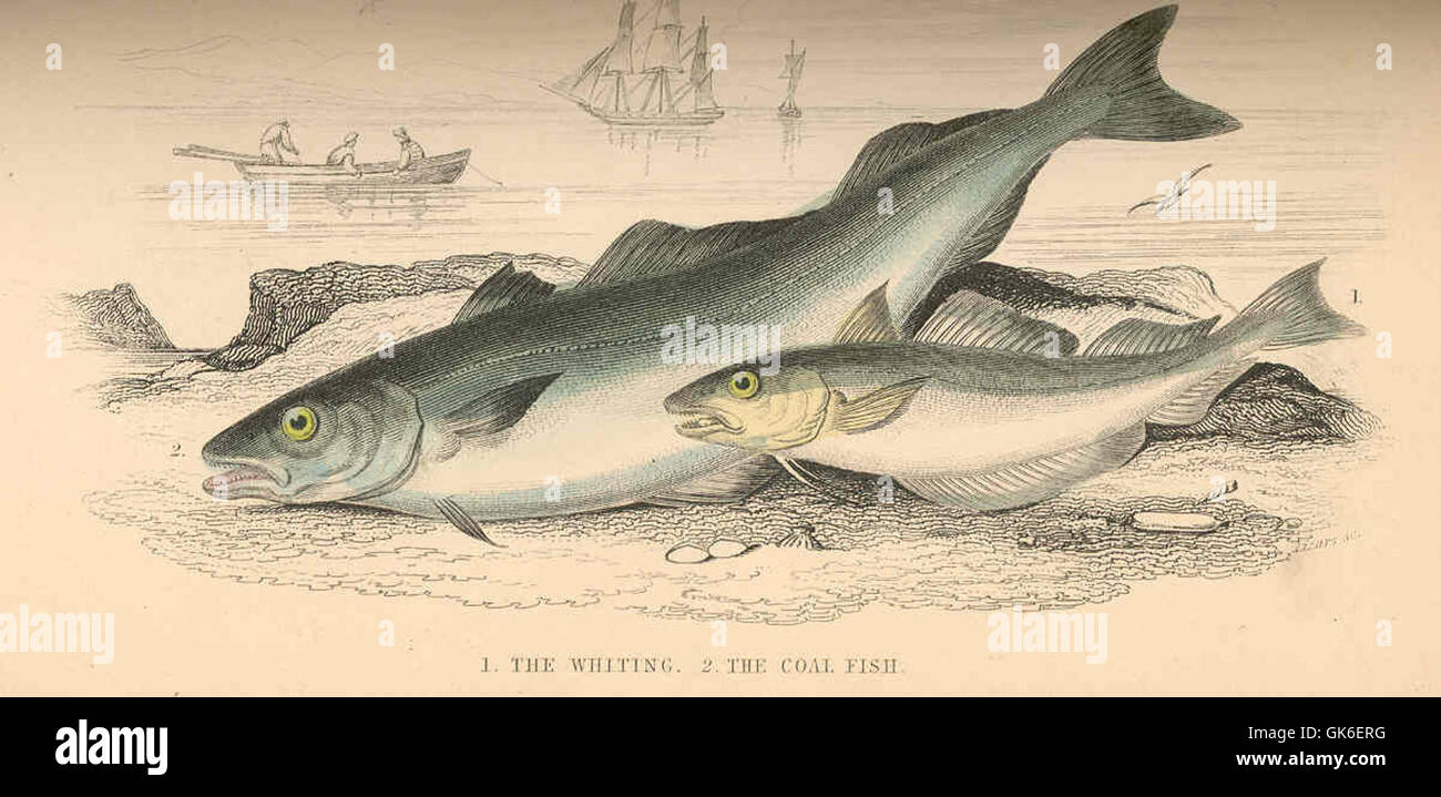 The species known as Whiting (*Merlangius merlangus*) and Coal Fish ...