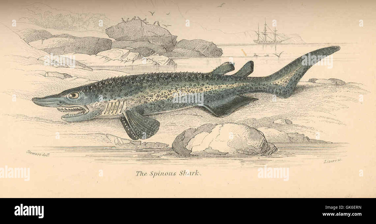 Shark spines hi-res stock photography and images - Alamy