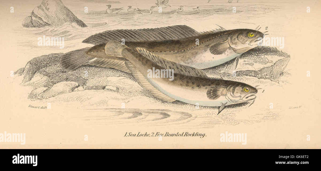 Rockling fish hi-res stock photography and images - Alamy
