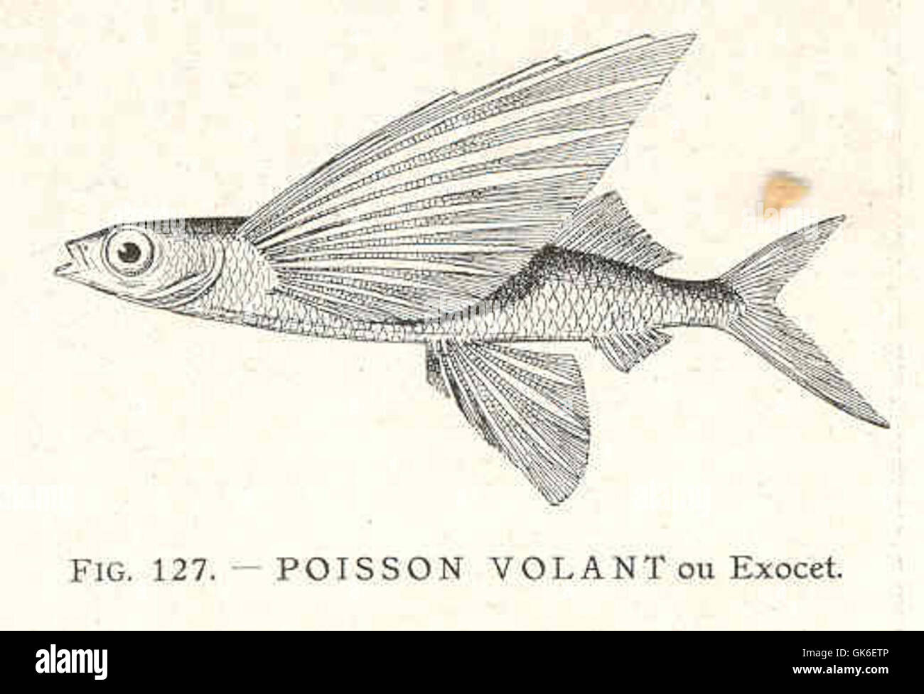 36471 Poisson Volant ou Exocet Stock Photo - Alamy