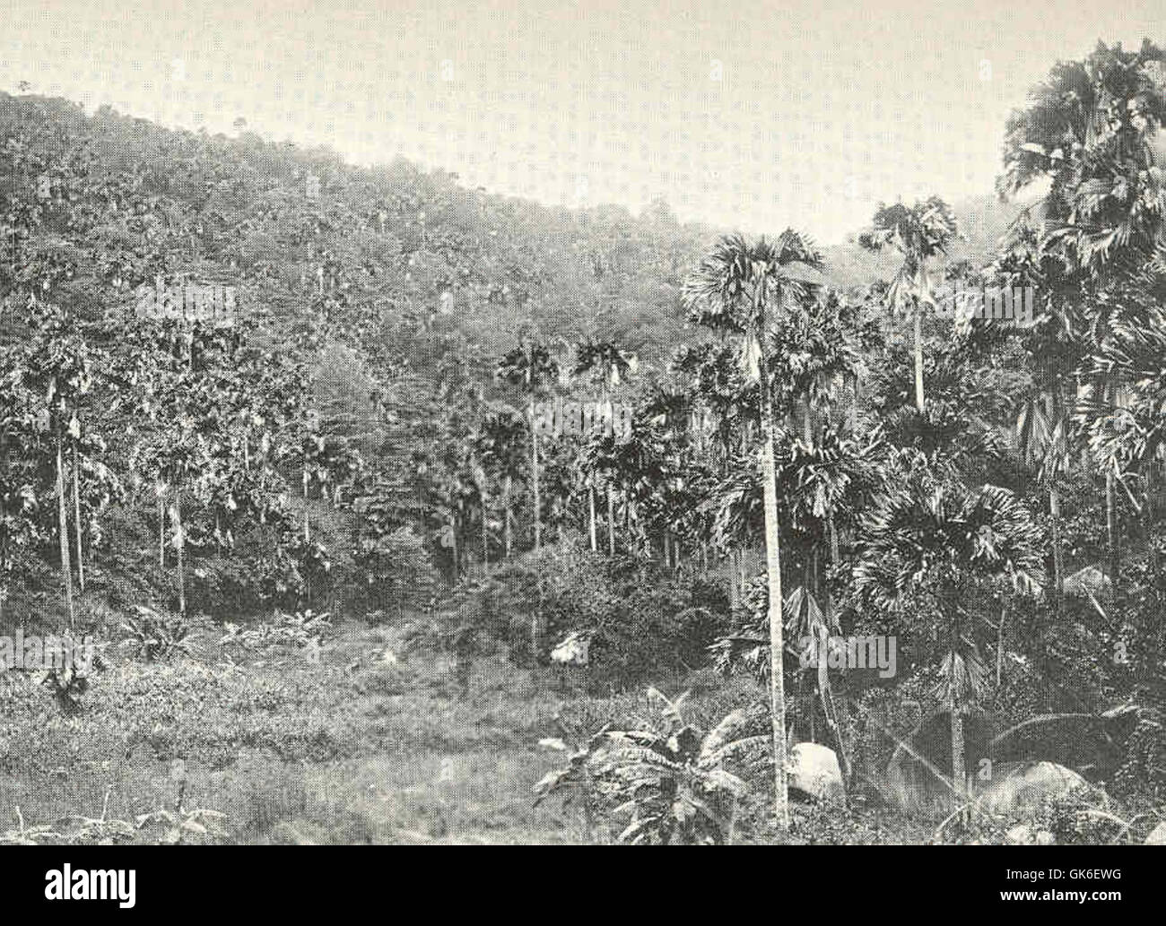 Coco de mer drawing hi-res stock photography and images - Alamy