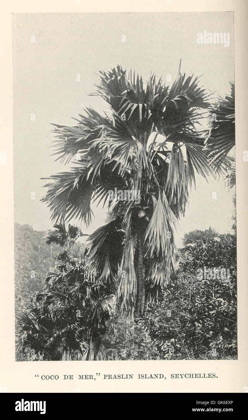 The *Coco de Mer* palm tree is native to Praslin Island in the ...