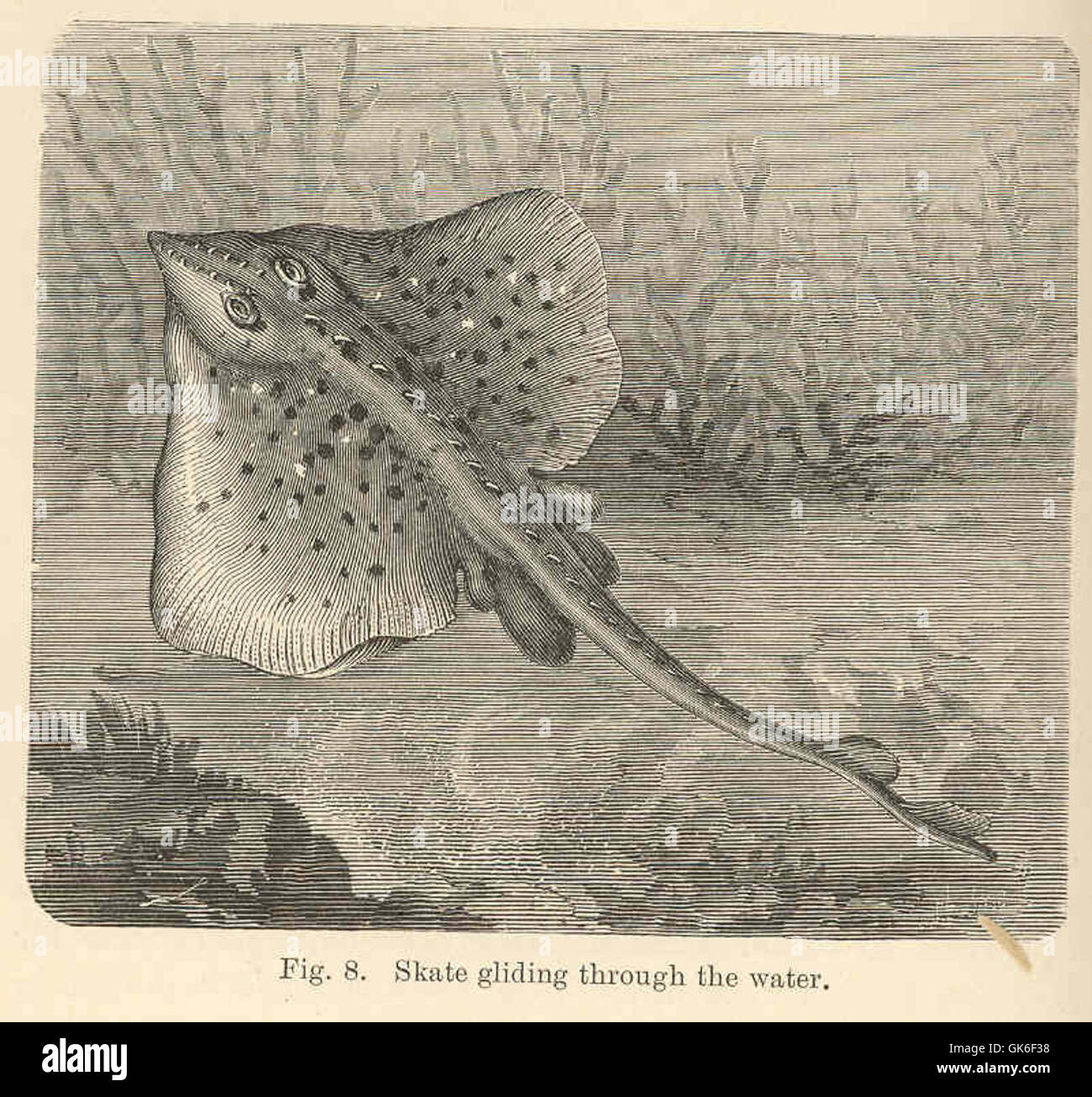 The skate is a type of cartilaginous fish that glides gracefully ...