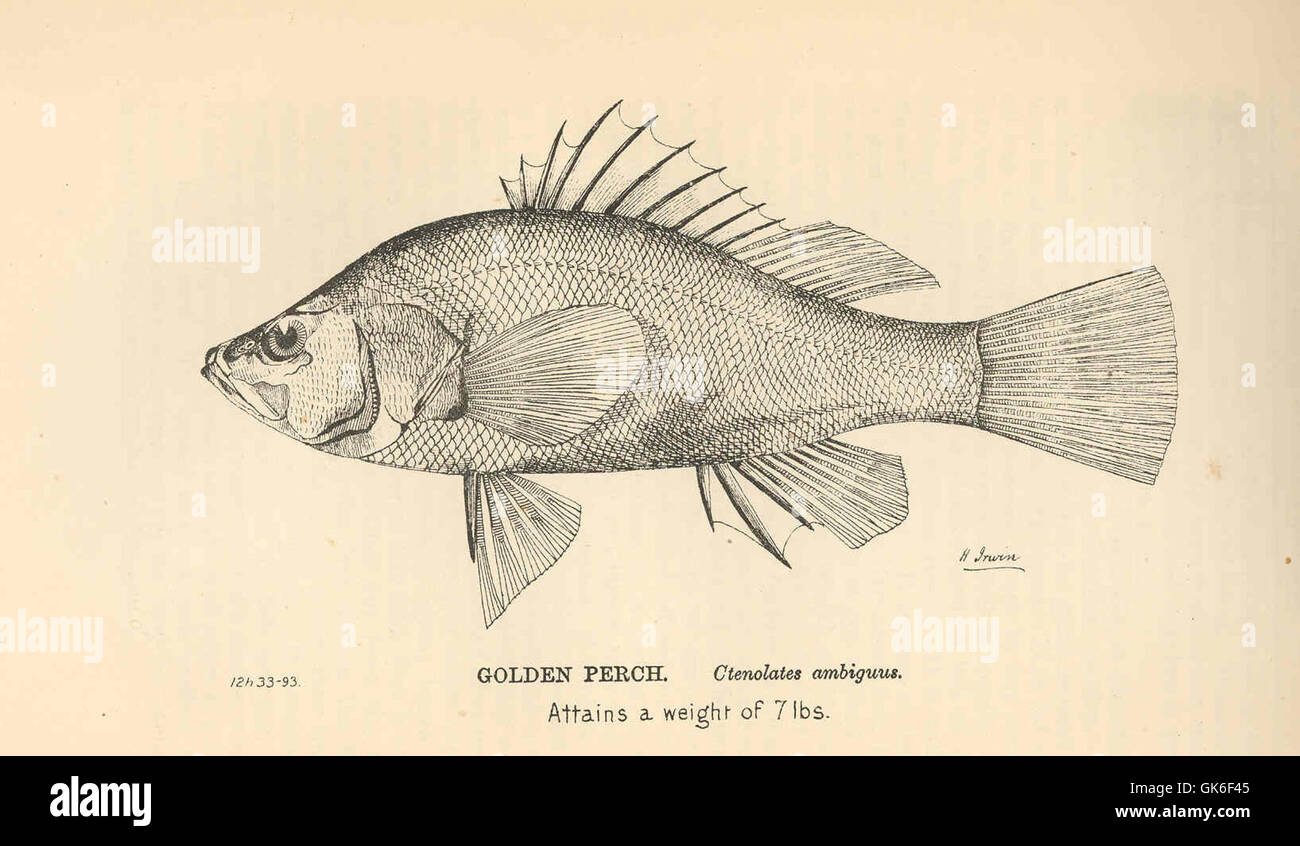 Golden perch fish hi-res stock photography and images - Alamy