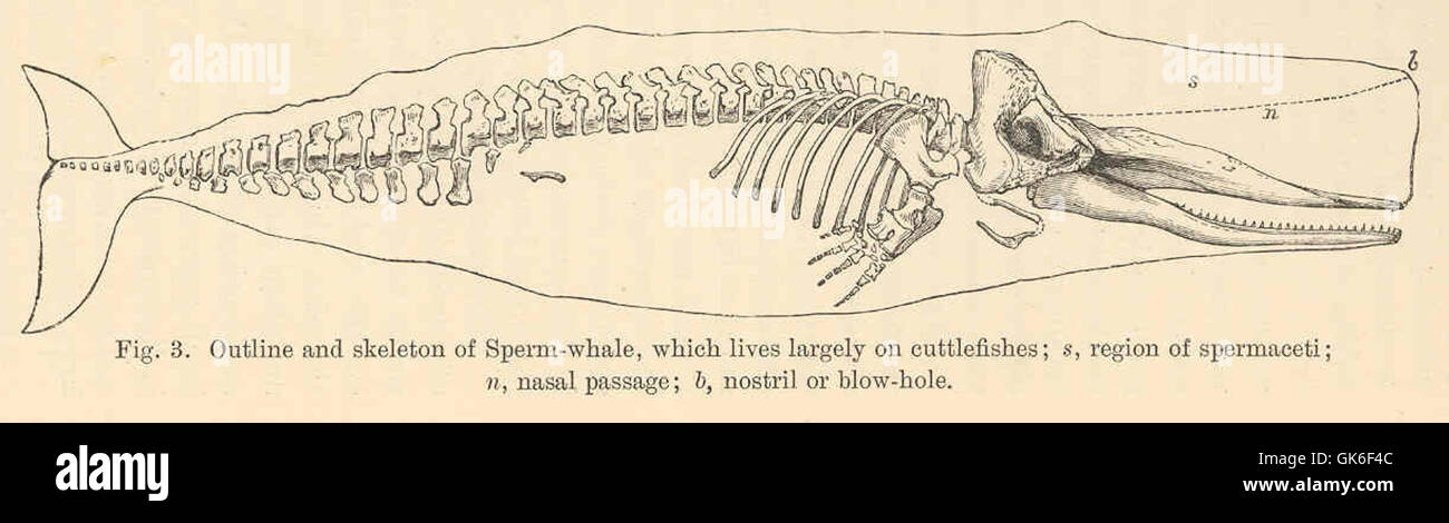 The skeleton outline of a Sperm Whale (Physeter macrocephalus), a deep ...