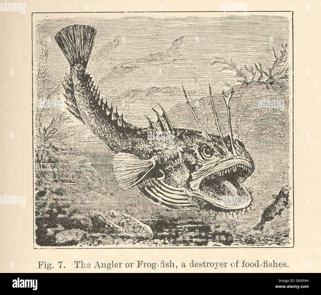 The anglerfish, also known as the frogfish, is a predatory fish that ...