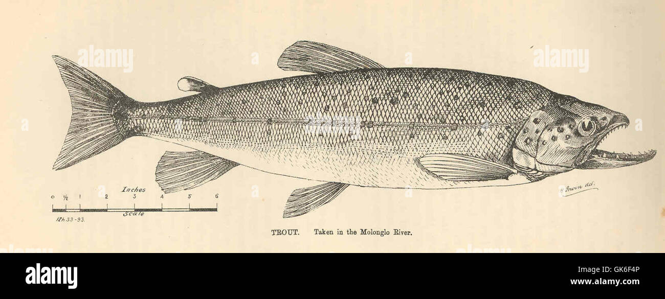 Australian trout fishing hi-res stock photography and images - Alamy