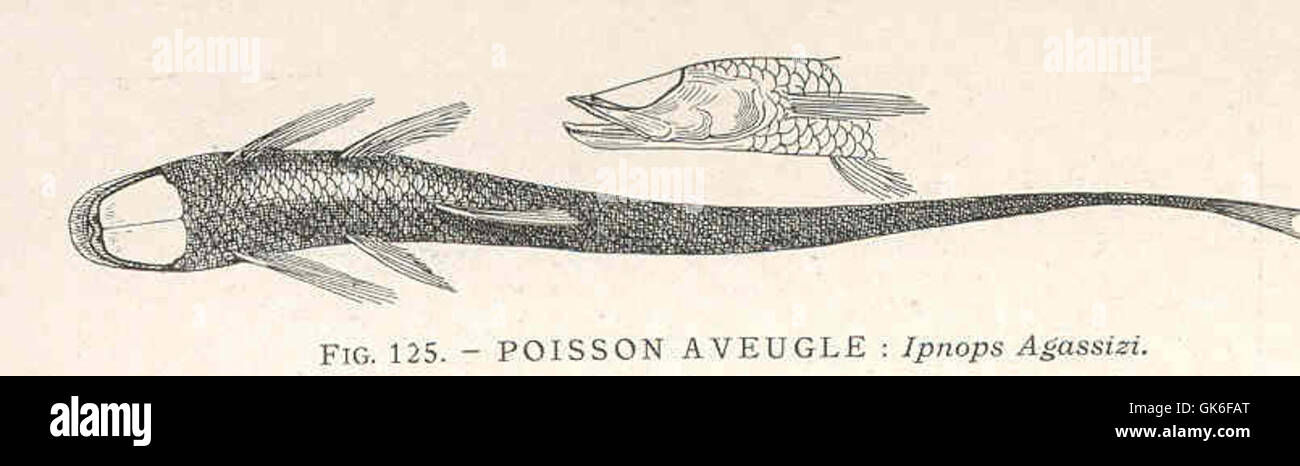 Ipnops hi-res stock photography and images - Alamy