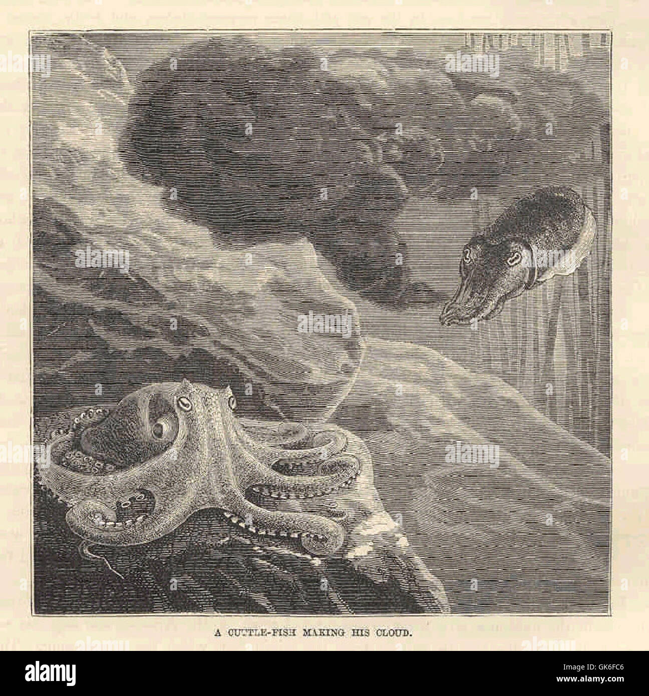 Broader mechanism hi-res stock photography and images - Alamy