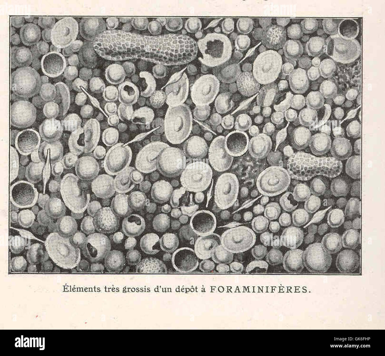 This image depicts the three main elements of a foraminiferal deposit ...
